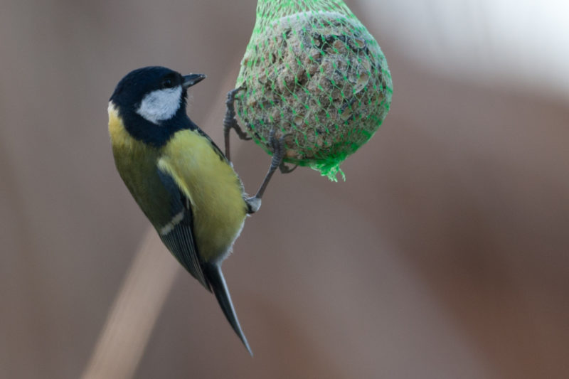 Wie is die mees op jouw voedertafel? – Vogelwerkgroep Fruitstreek